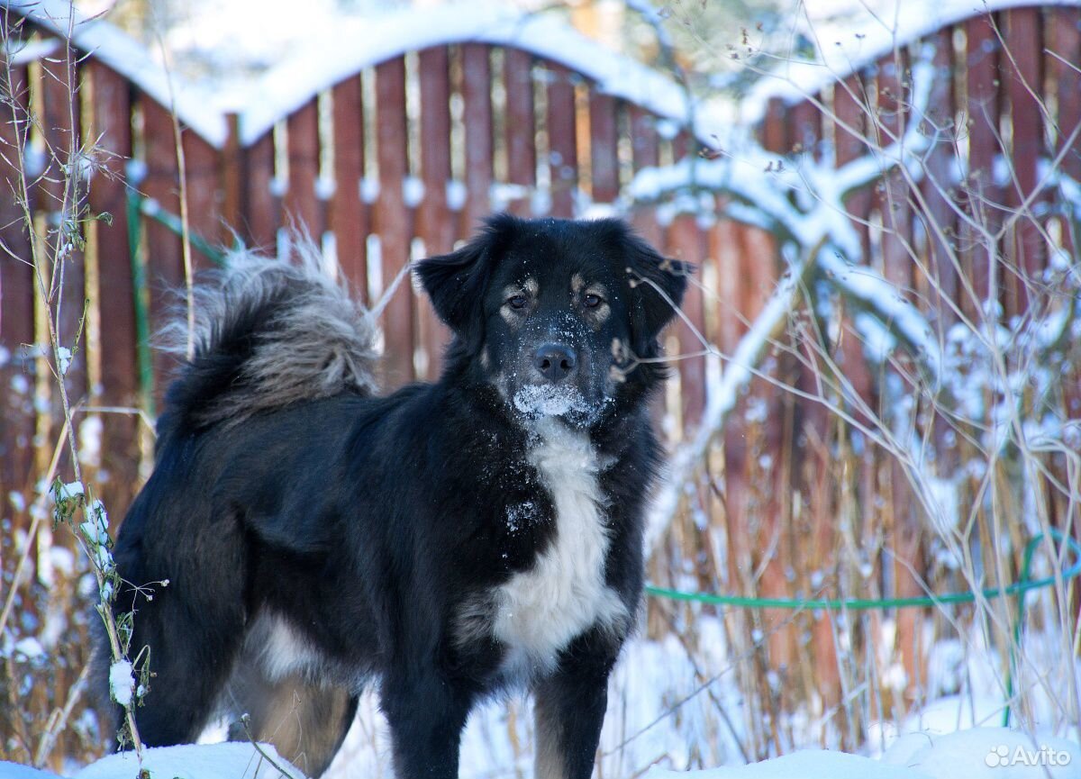 Роскошный мальчик Гавриш ждет хозяина