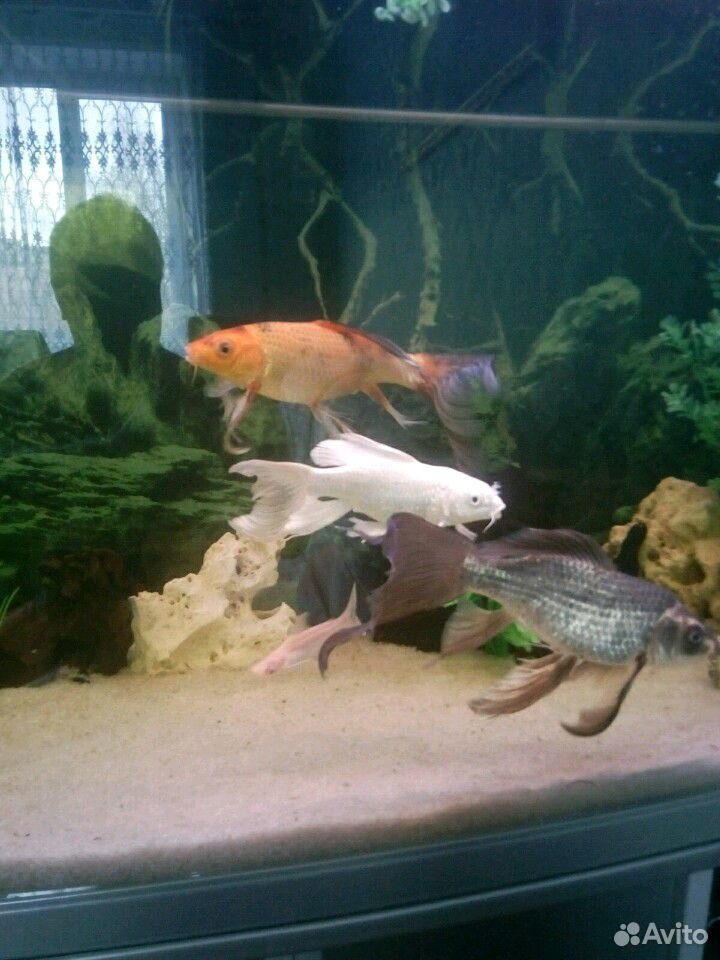 Рыба Карп-коя