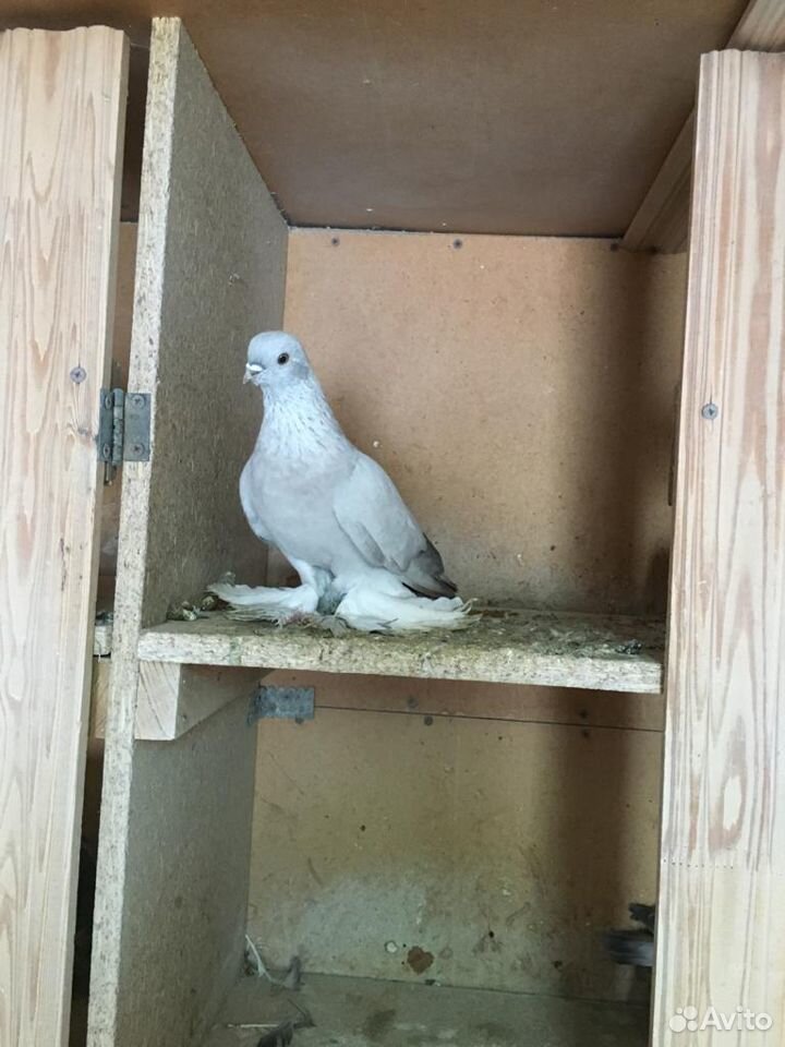 Узбекские голуби-касаны и сизые