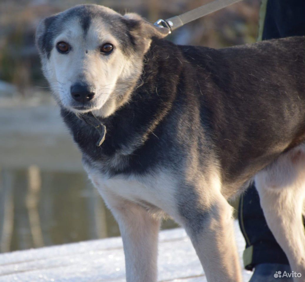 Небольшой песик Бим тоскует в приюте.Очень добрый