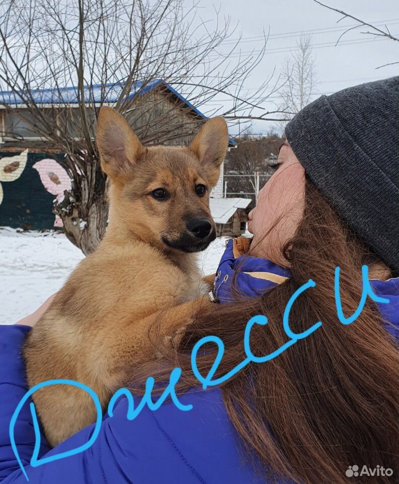 Щенок Джесси