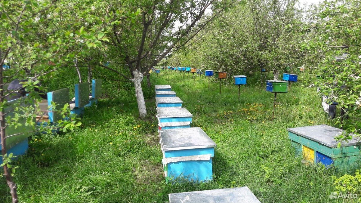 Пчелопакеты