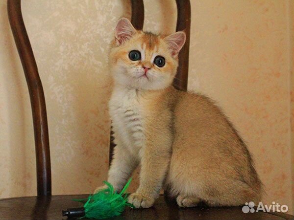 Тёма - золотистый тикированный скоттиш-страйт