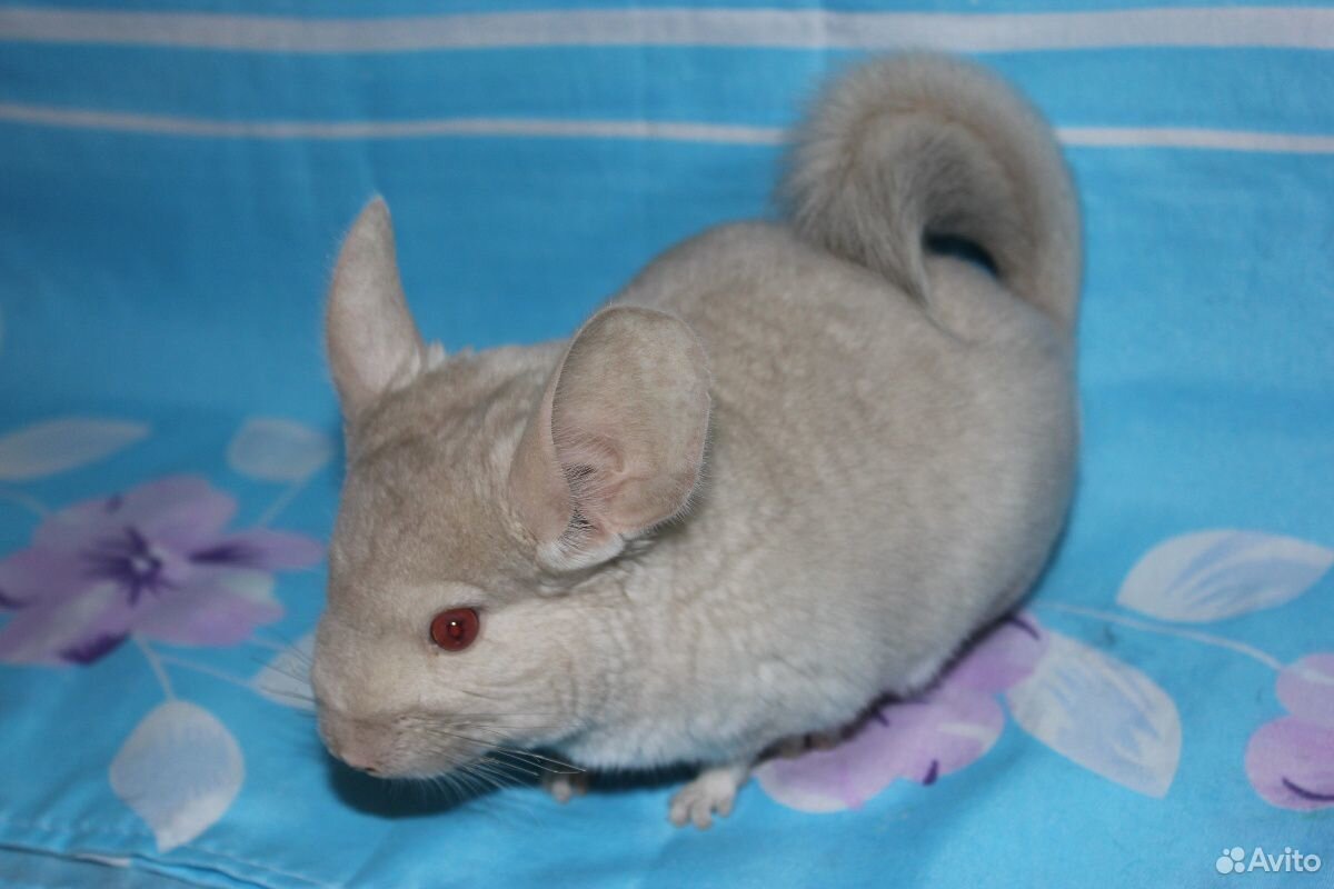 Шиншилла редкого окраса