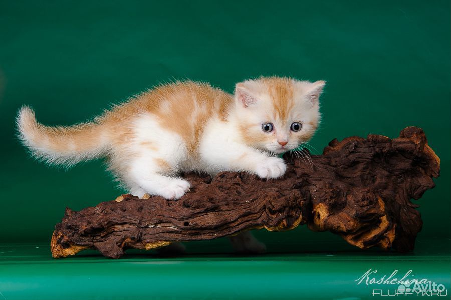Шотландские антикризисные котята
