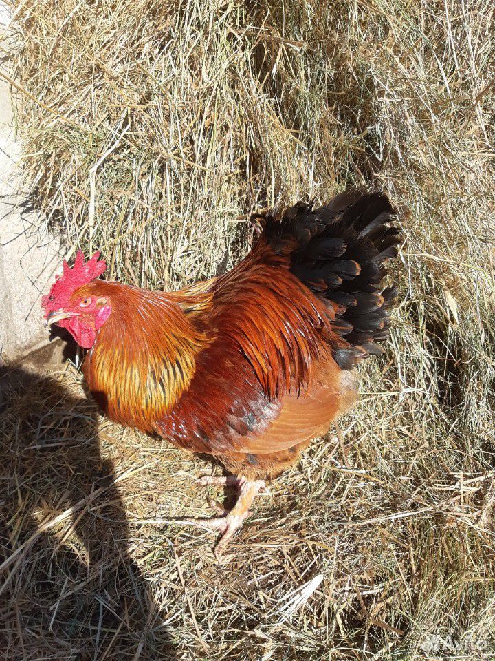 Петух Венгерский великан