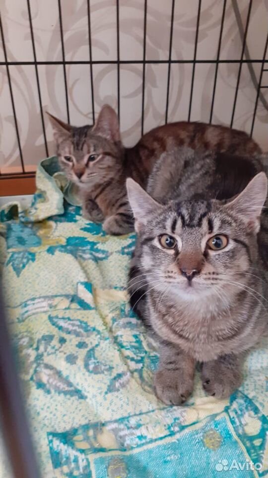 Подарите дом котятам