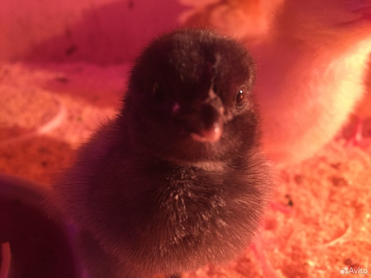 Куры несушки