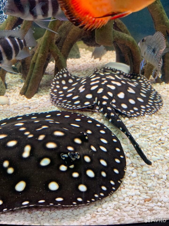 Скат Леопольд Блэк пресноводный