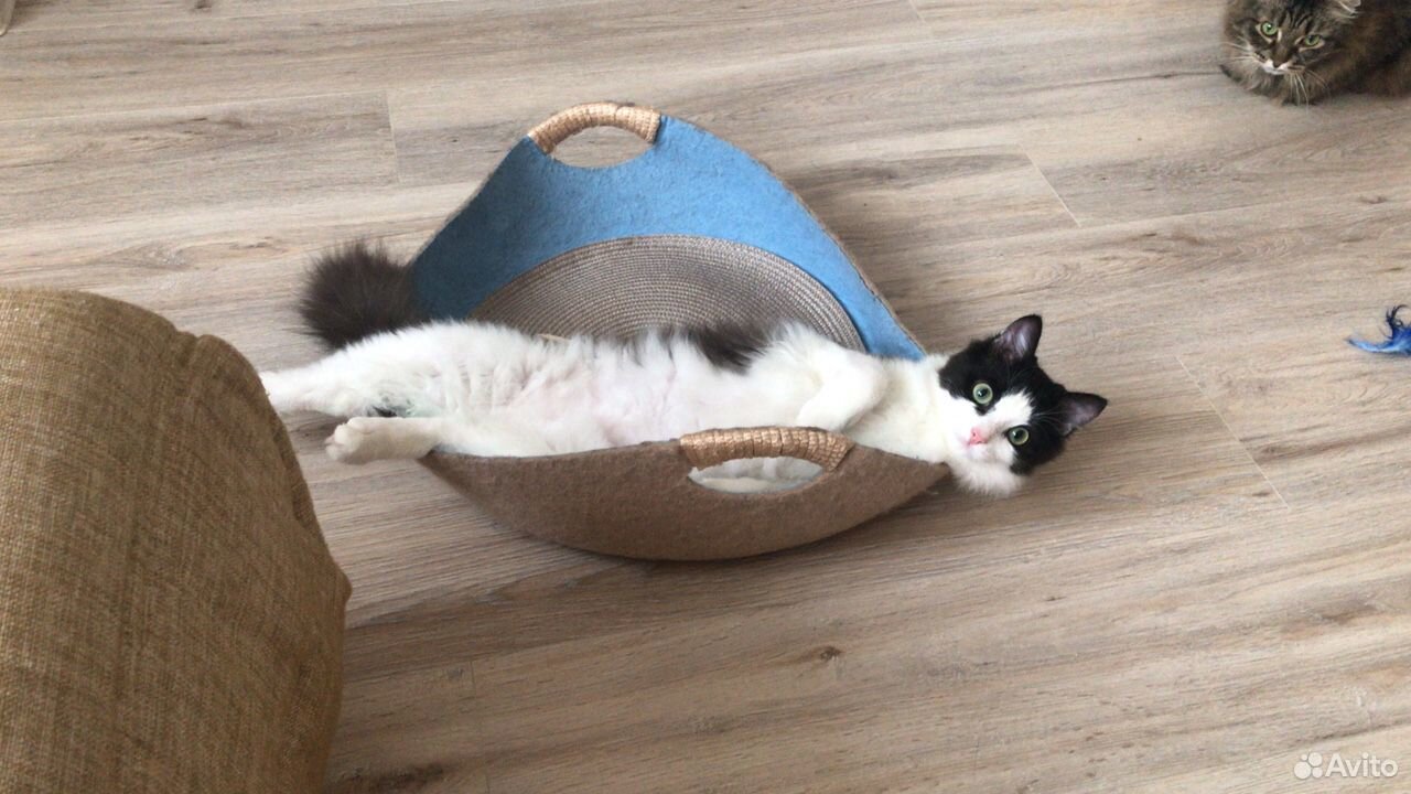 Самый лучший в мире котенок по имени Клоп (6 мес)