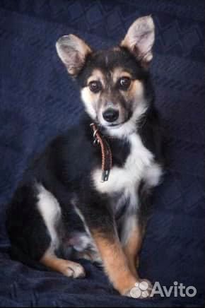 Отдам небольшую собачку