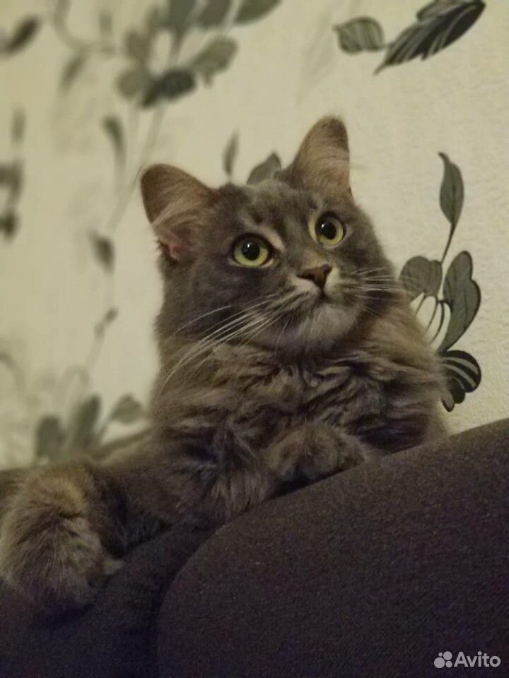 Кошечка Марта