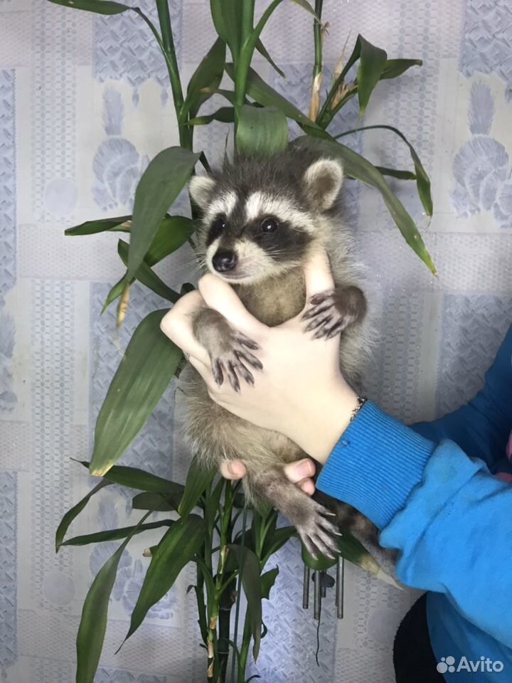 Еноты,енотики