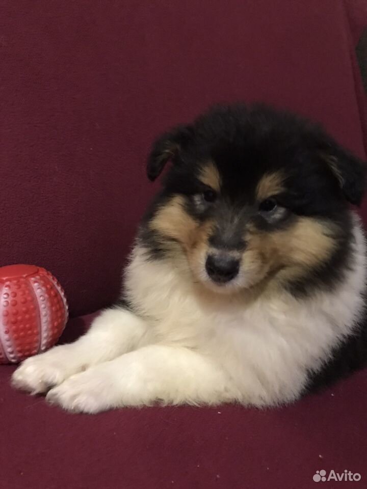 Малыши колли