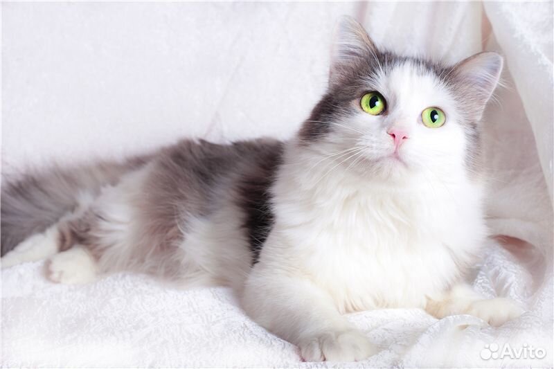 Молодой котик Федот ищет дом)