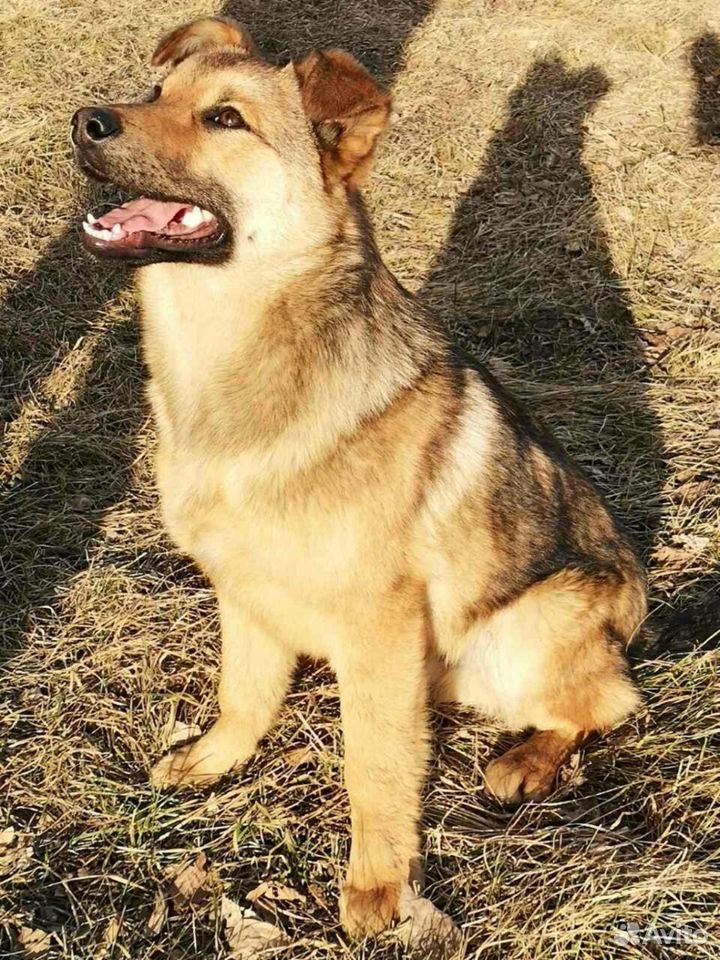 Щенок, кобель, 7 месяцев