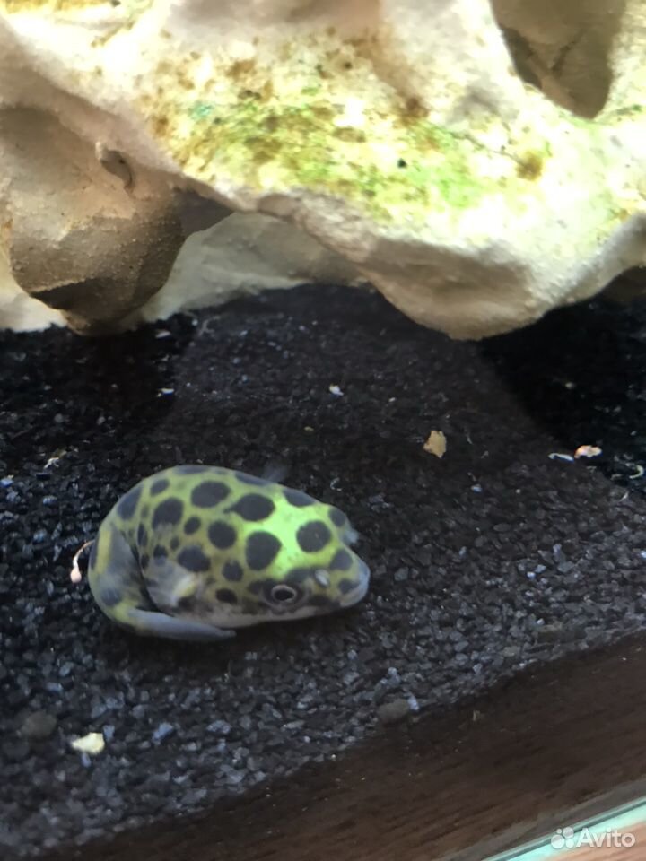 Тетраодон зеленый