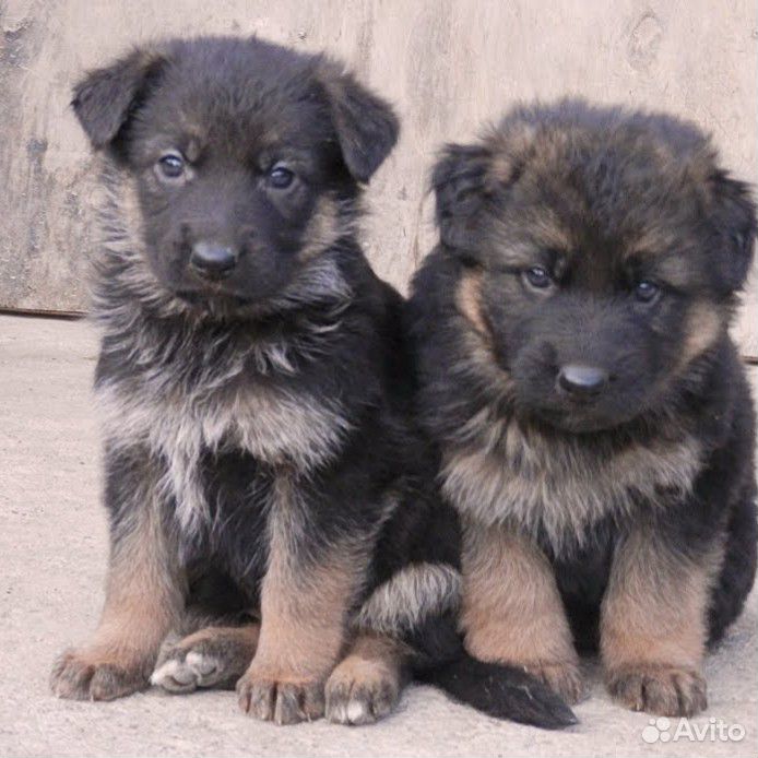 Немецкая овчарка