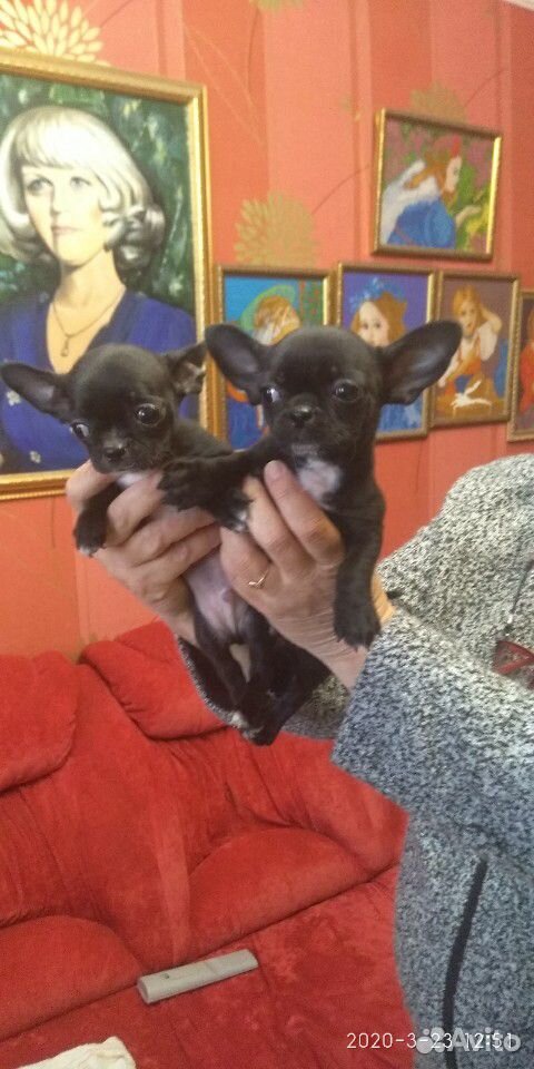 Мини мальчики чихуахуа
