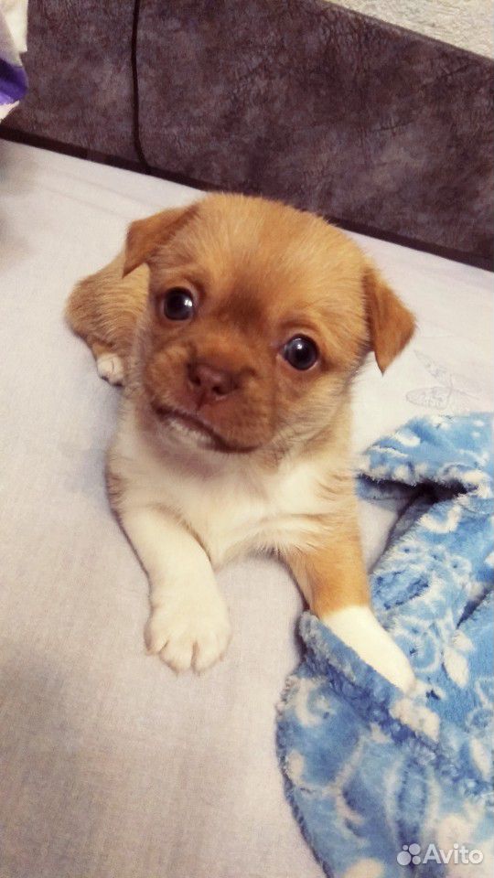 Метис пекинеса и чихуахуа