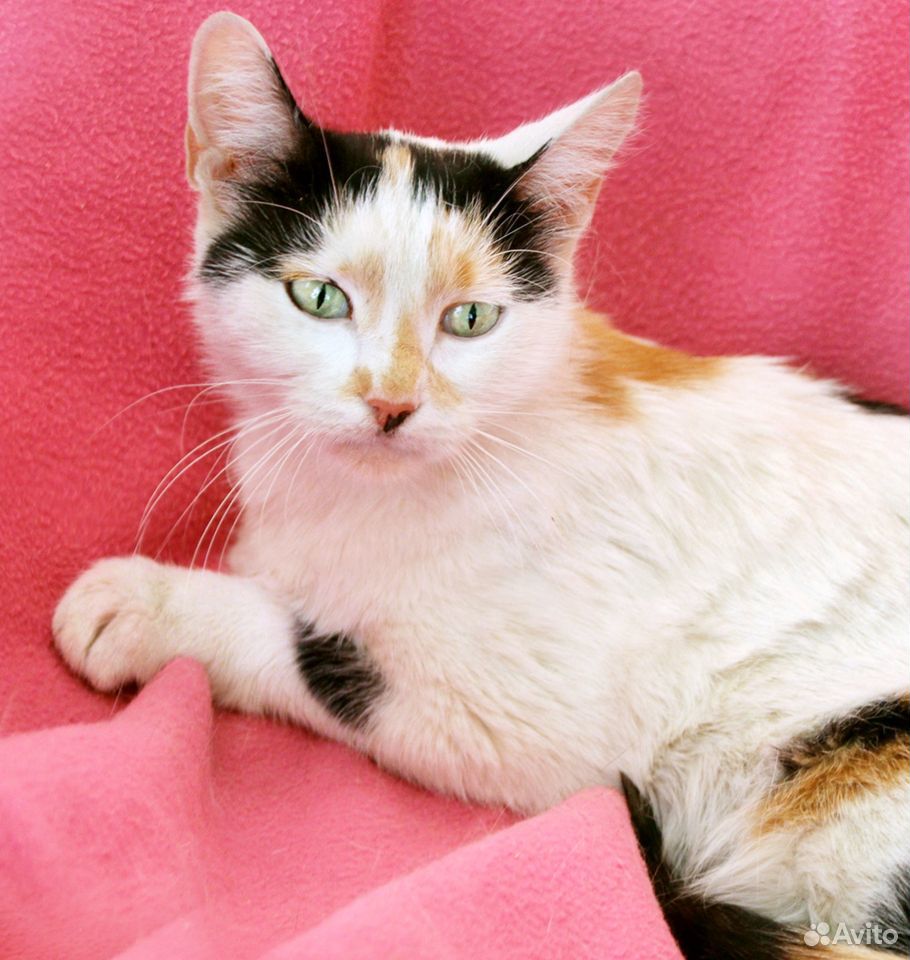 Сказка - кошечка на счастье