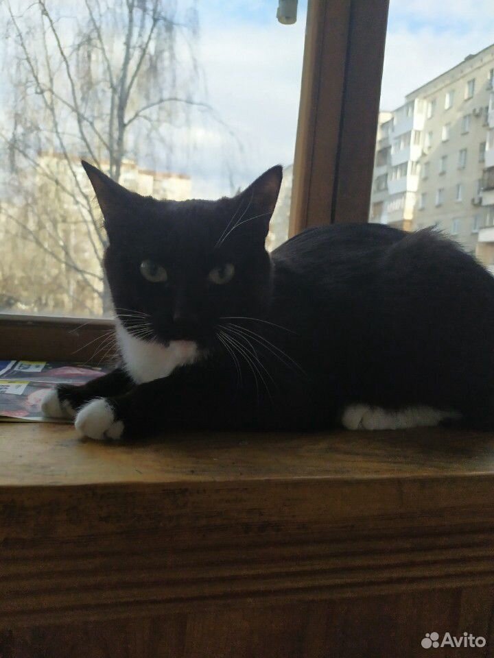 Кот Маркиз