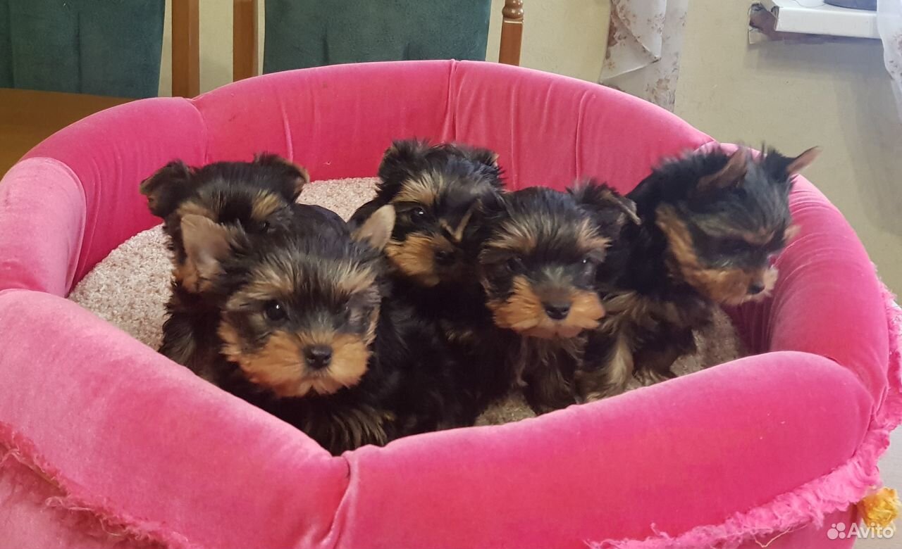 Милые Йорики