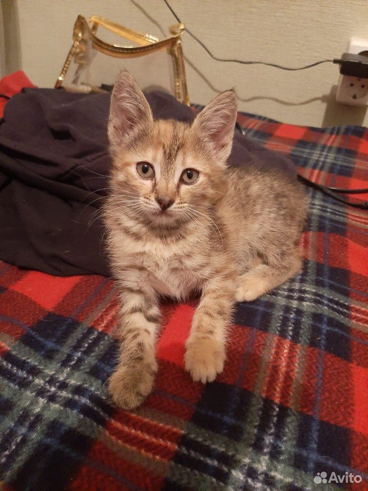 Котята, отдаю В хорошие руки