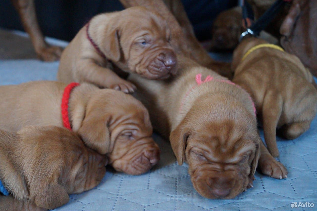 Выжлы от супер родителей