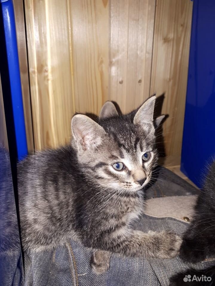 Отдам котёнка в добрые руки