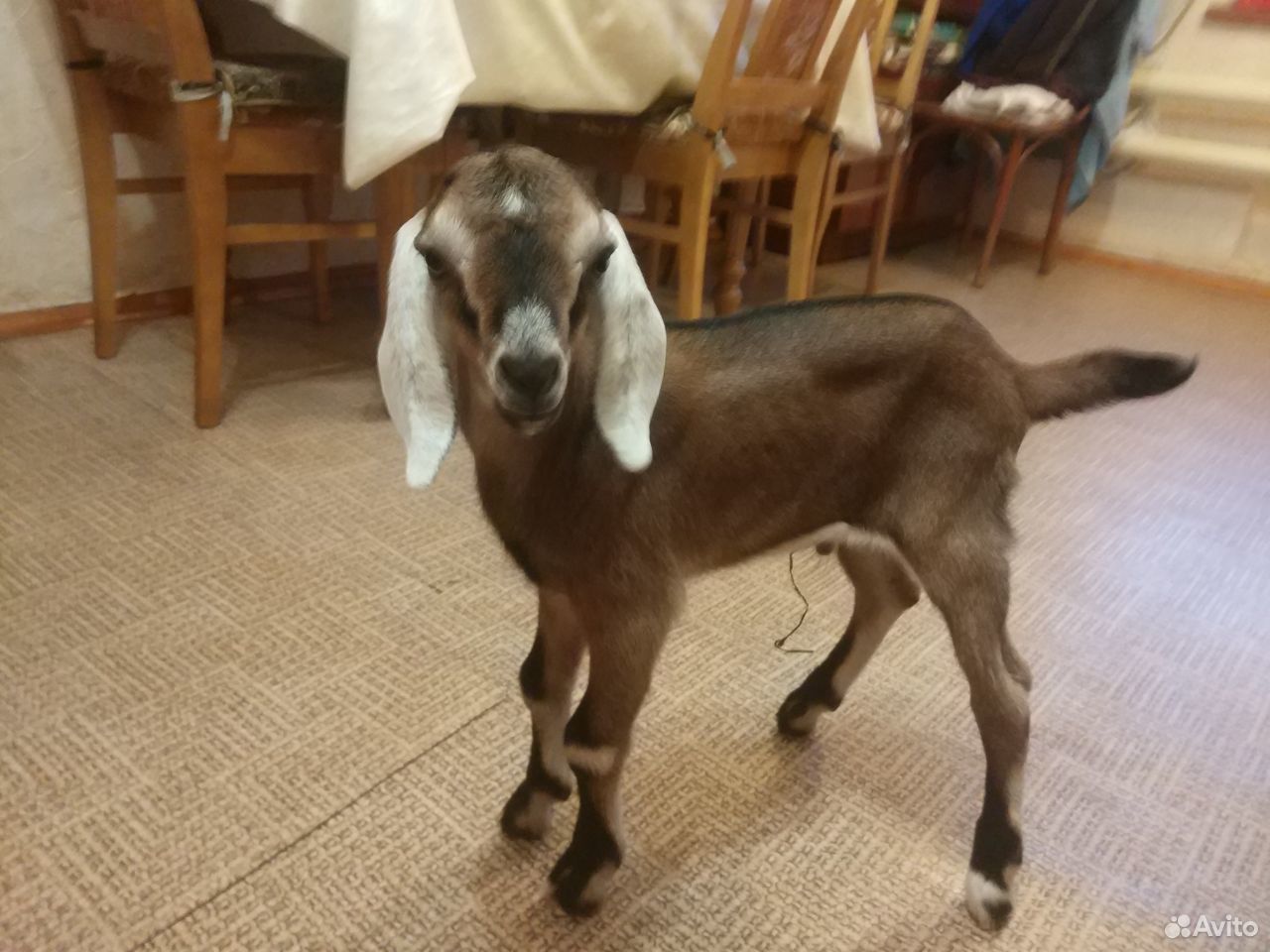 Продам козлика (англо-нубиец процентный)