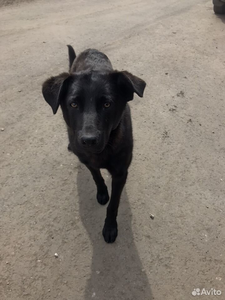 Черныш ищет дом или теплую будку