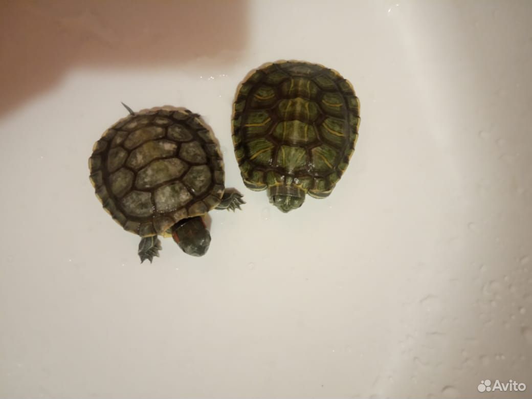 Красноухие черепашки+аквариум (5л) и оборудование