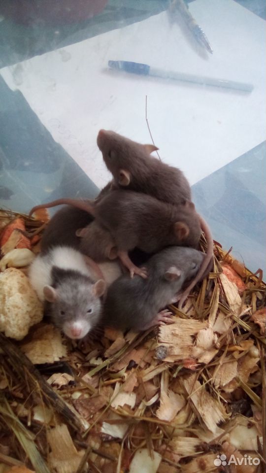 Декоративные крыски