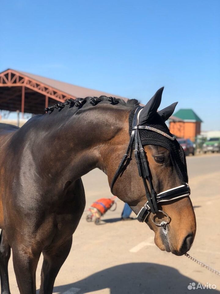 Латвийский мерин в конкур