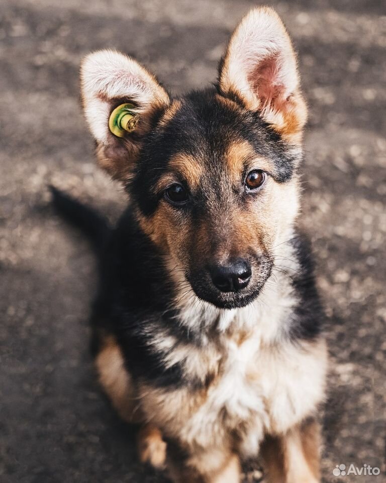Собака