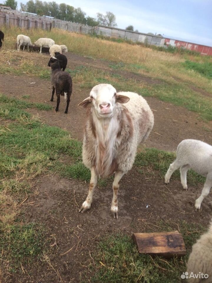 Продам племенных овец (маток). Бараны