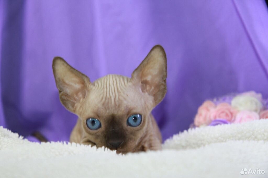 Котик Питер