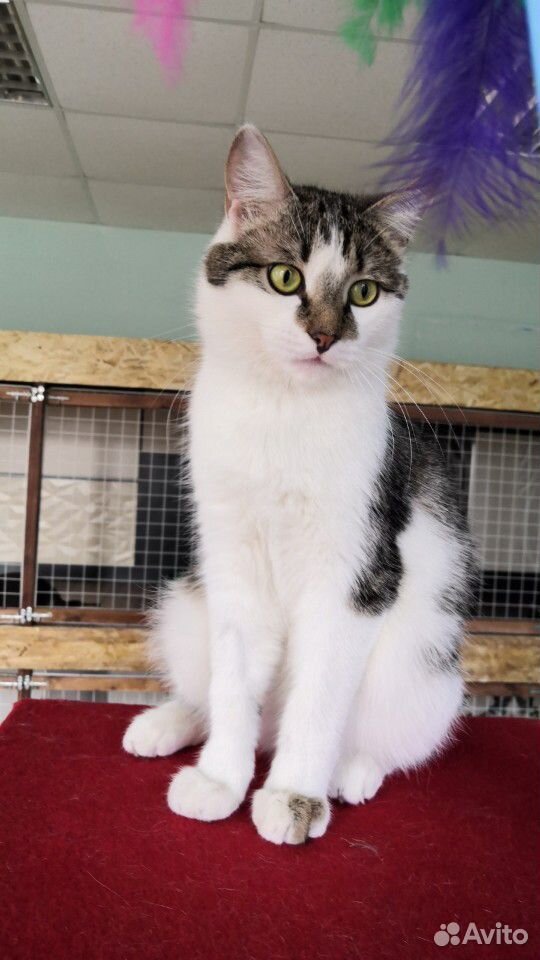 В добрые руки