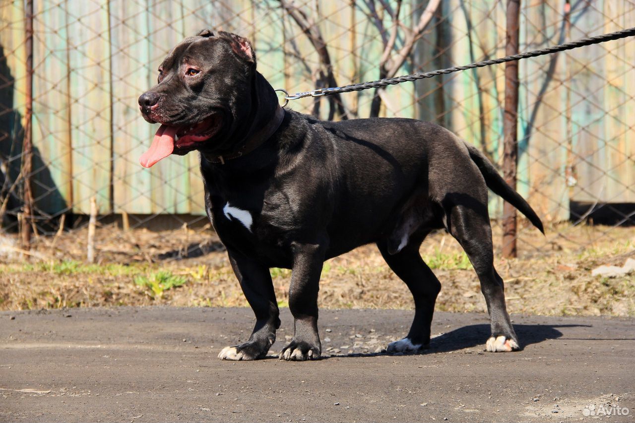 Красавчик Арчи