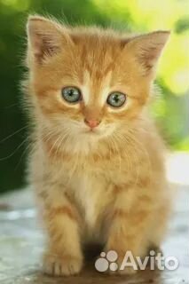Очень хотим взять котенка мальчика