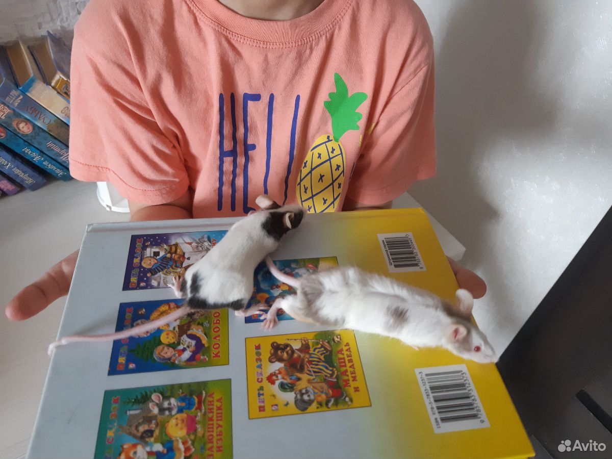 Декоративные крысы