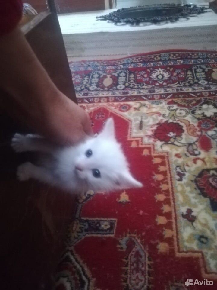 Котята