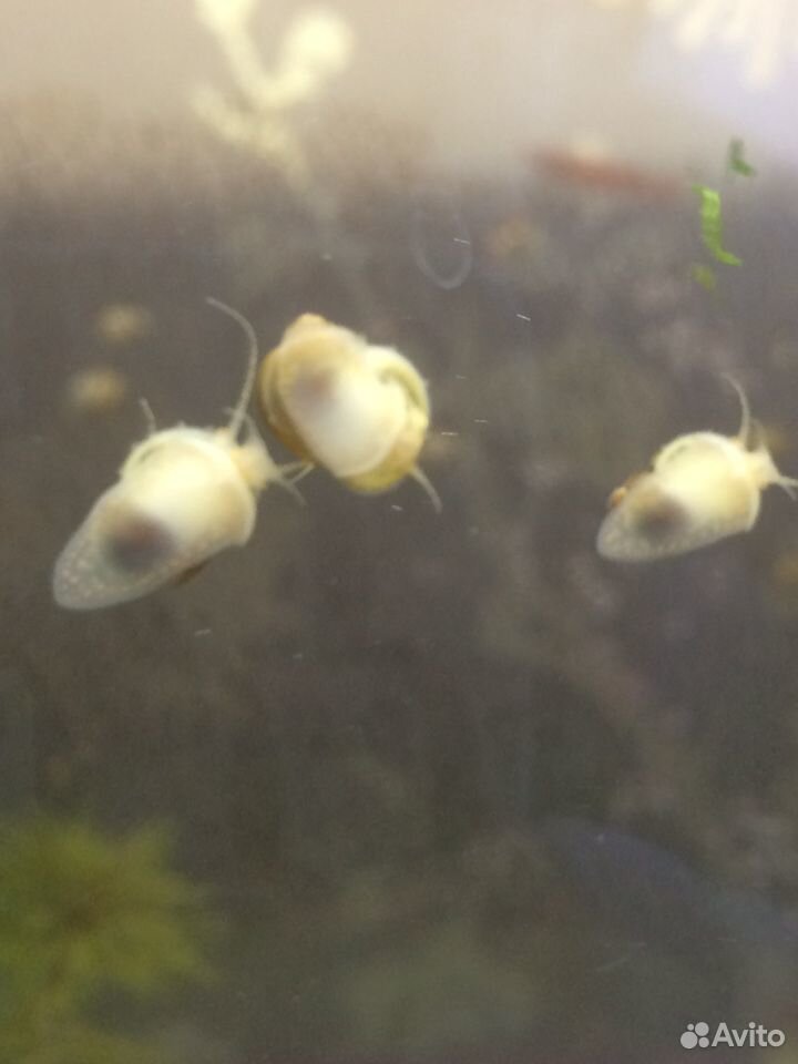 Малыши ампулярии