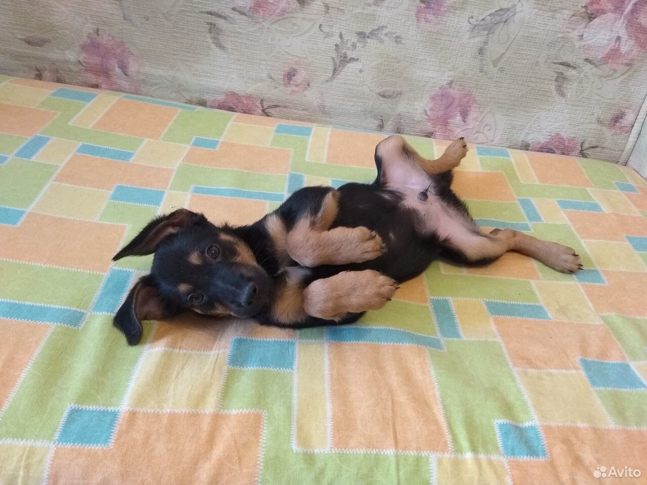 Отдаём кутенка в хорошие руки бесплатно