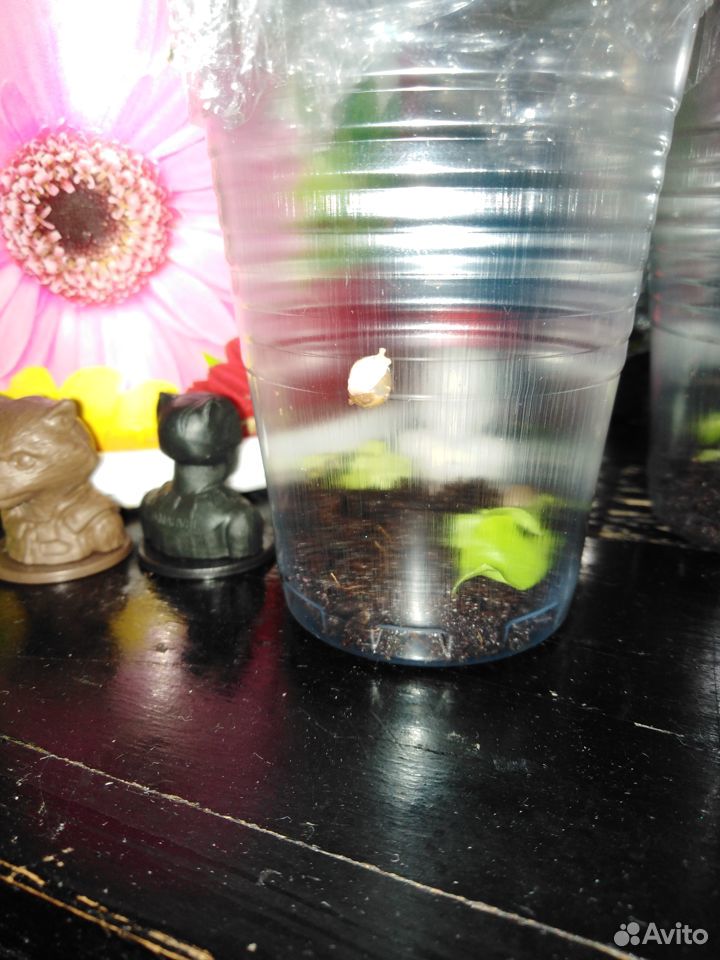 Улитки Ахатины