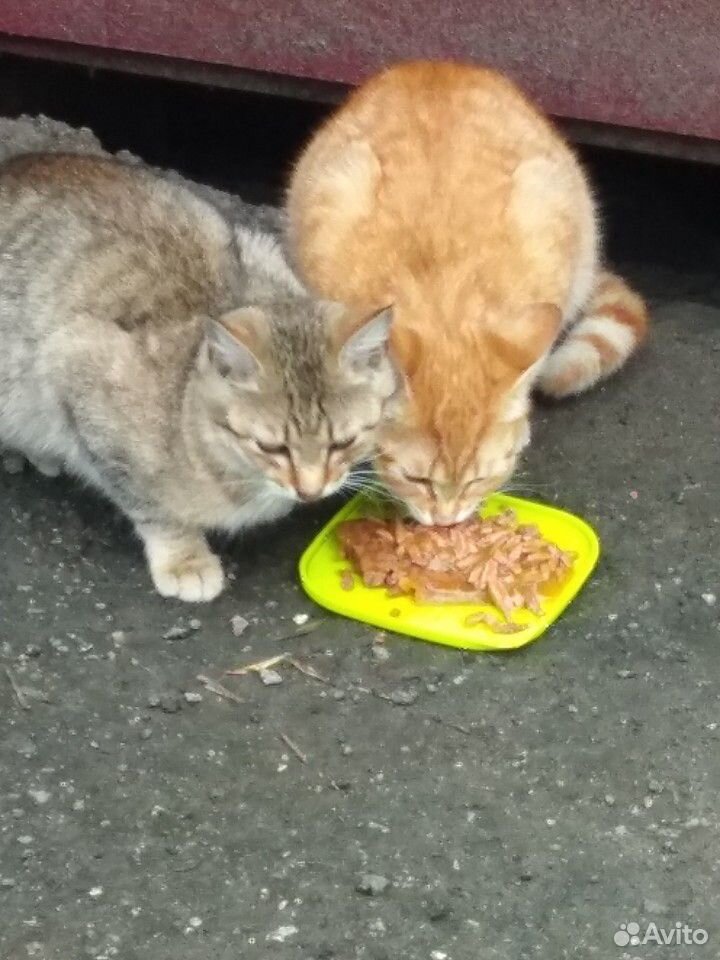 Бездомные котятки