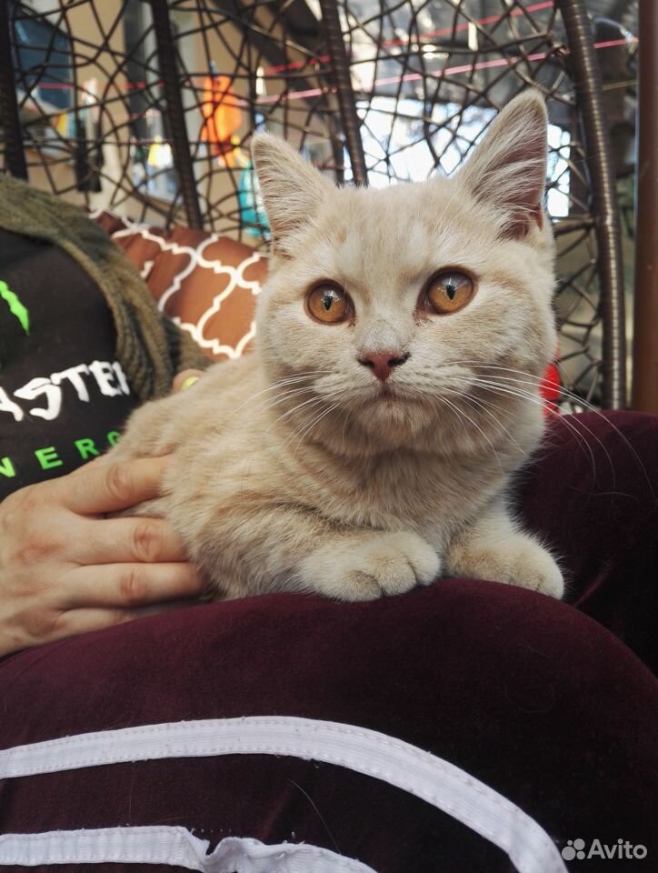 Отдам кота в добрые руки