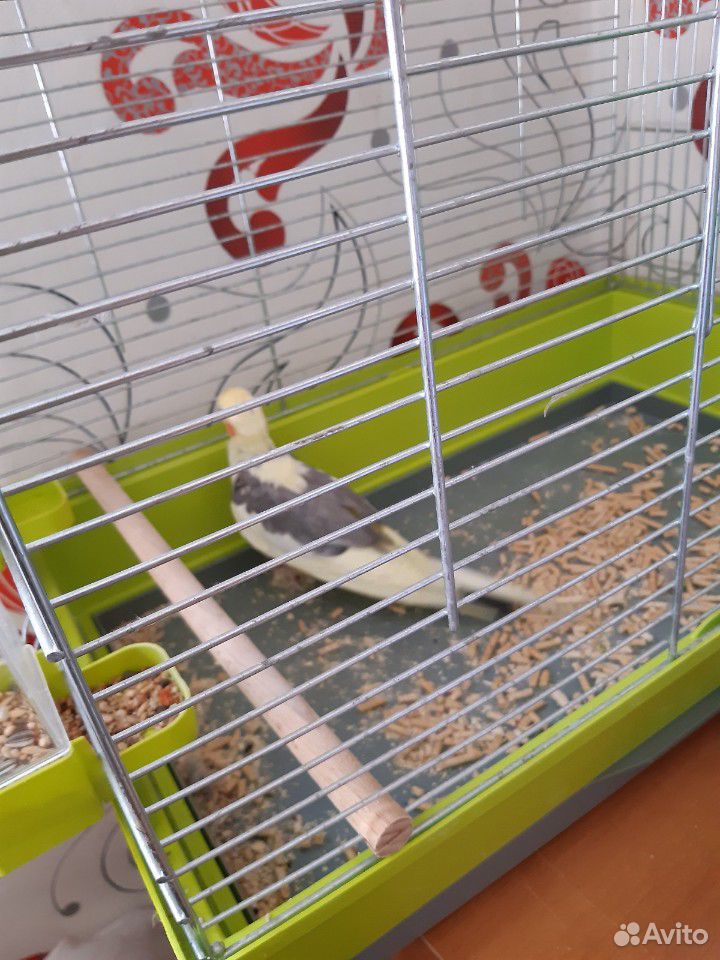 Попугай Каррела