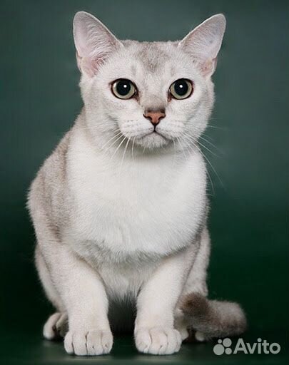 Бурмилла. Британская кошка. Шиншилла